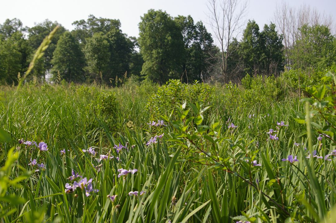 Locations Hub - Spinn Prairie Nature Preserve