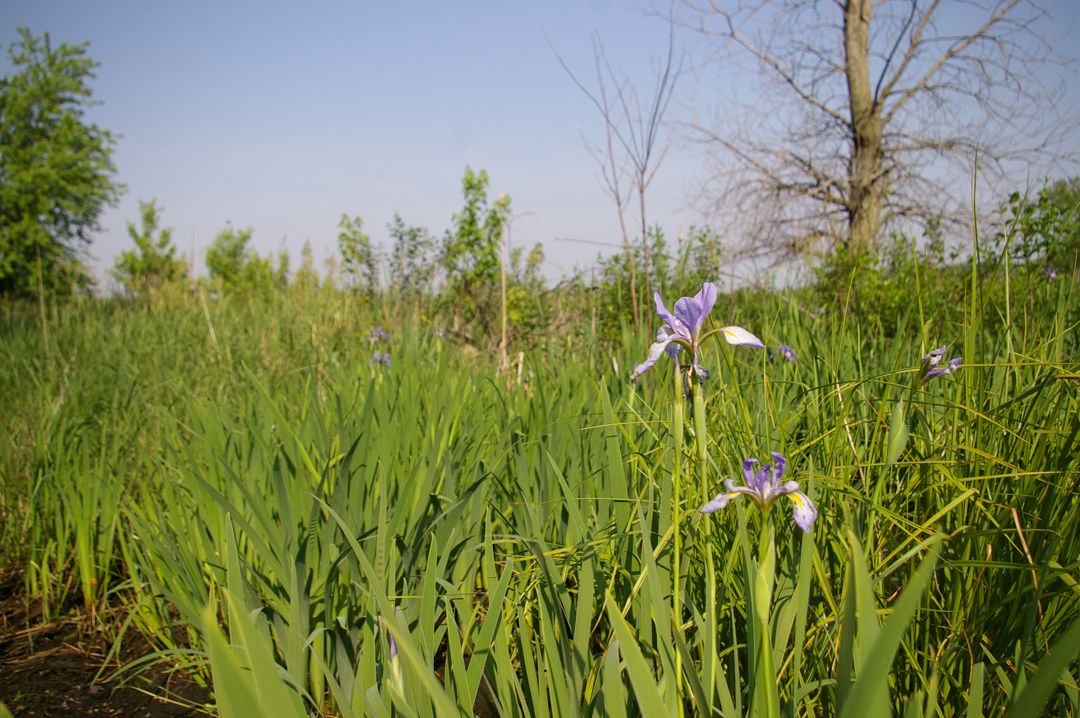 Locations Hub - Spinn Prairie Nature Preserve